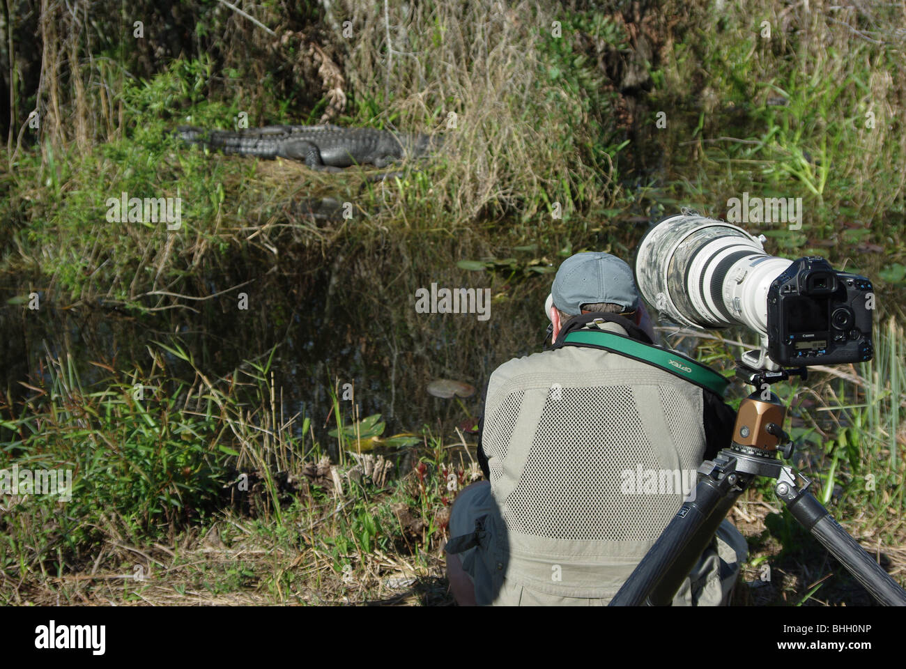 Nature photographer, taking pictures of an alligator in Everglades ...