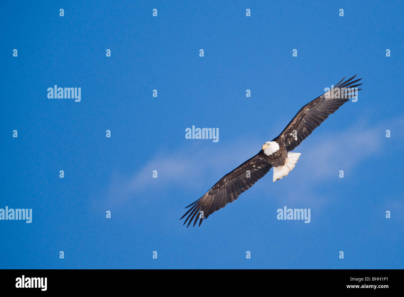 Wings wingspan fly soar hi-res stock photography and images - Alamy