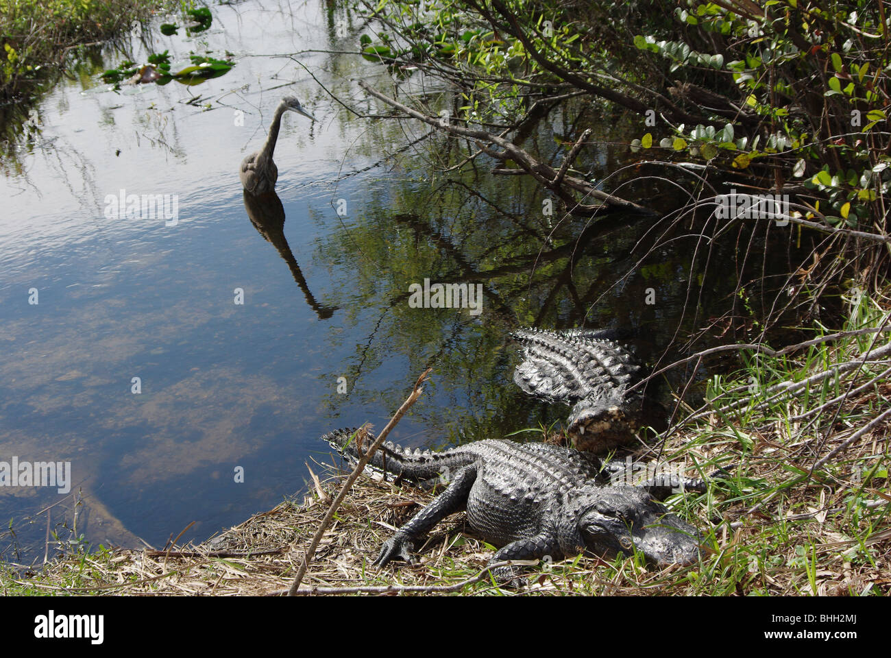 Great Heron and two alligators photographer in Everglades National Park ...