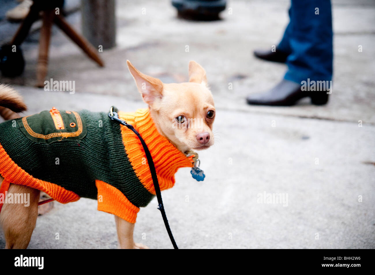 Cold Chihuahua, wearing bright orange sweater, shivers on the sidewalk ...
