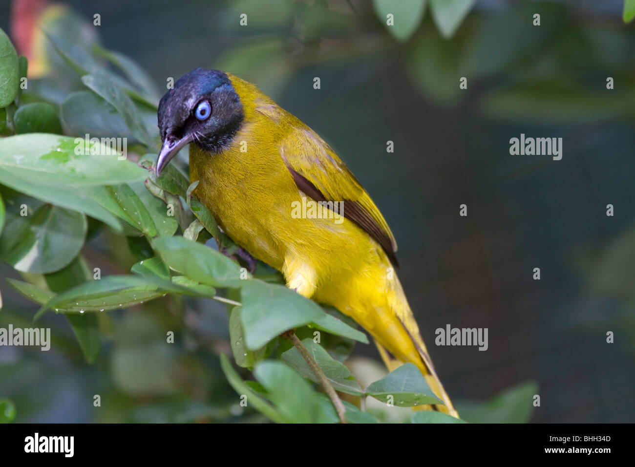 Black-headed Bulbul; Pycnonotus atriceps Stock Photo - Alamy