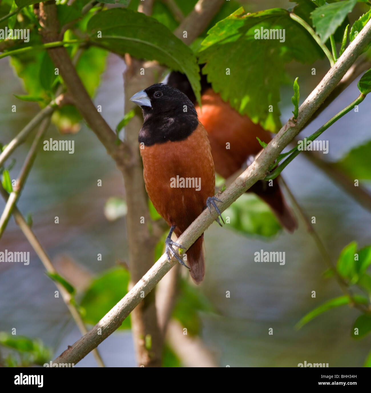 Black-headed Munia, Lonchura atricapilla Stock Photo - Alamy