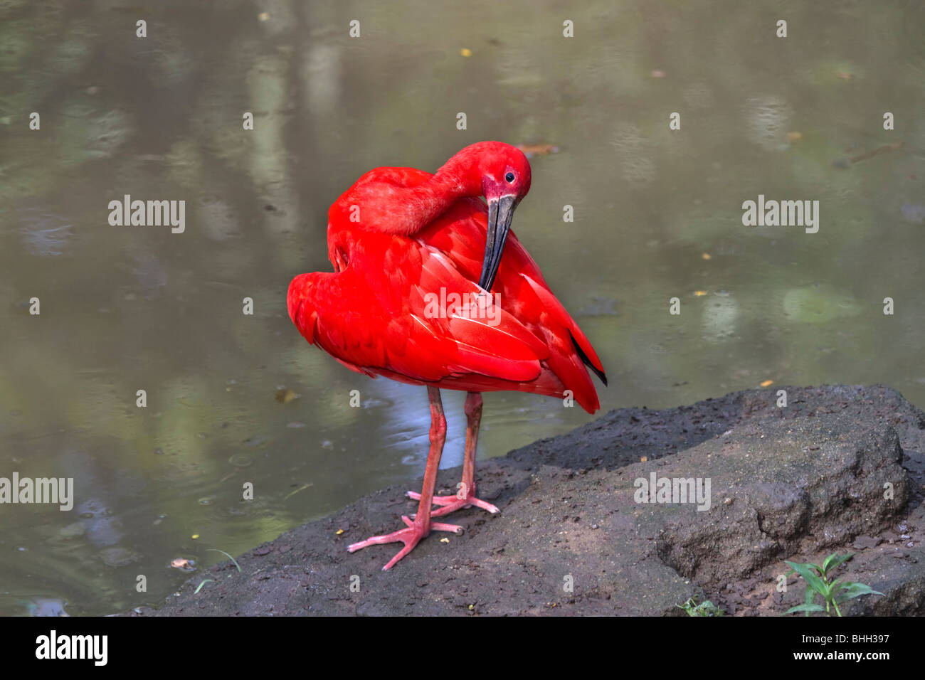 Scarlet Ibis (Eudocimus ruber) preening Stock Photo - Alamy