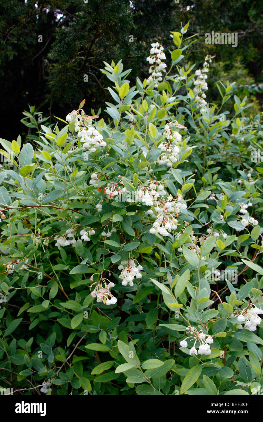 Zenobia Pulverulenta