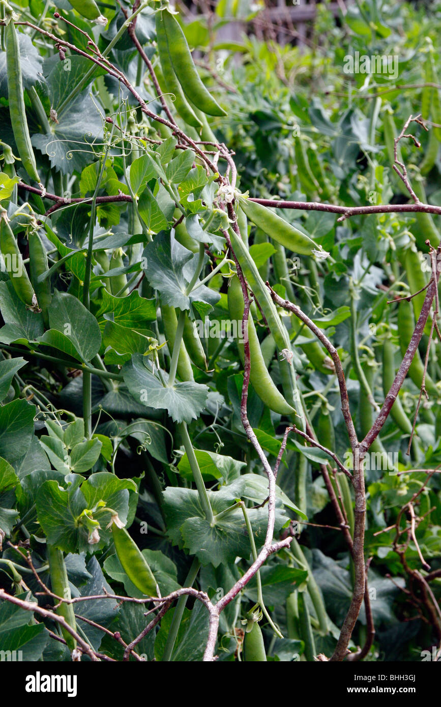 Peas hurst greenshaft hi-res stock photography and images - Alamy