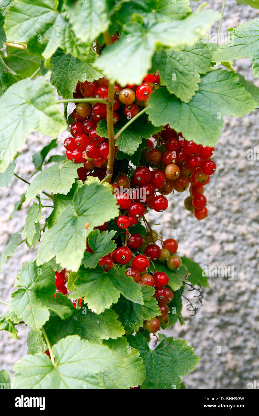 Red currant junifer hi-res stock photography and images - Alamy