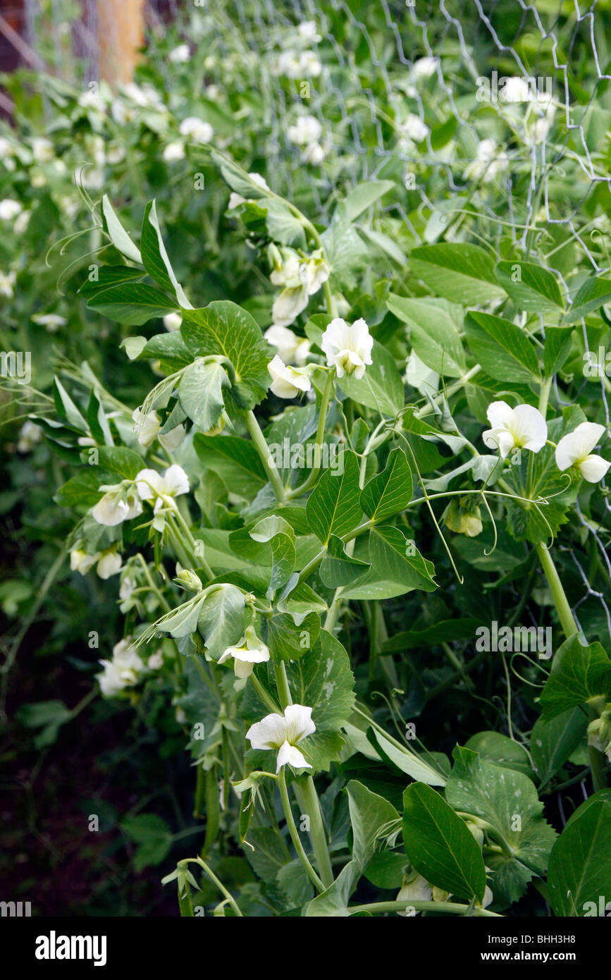 Allotment peas hi-res stock photography and images - Alamy