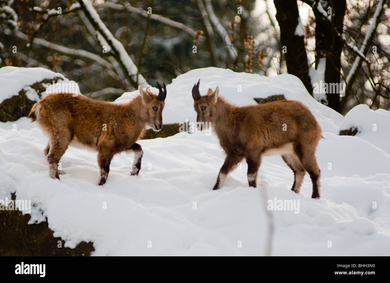 Ibex fighting hi-res stock photography and images - Alamy