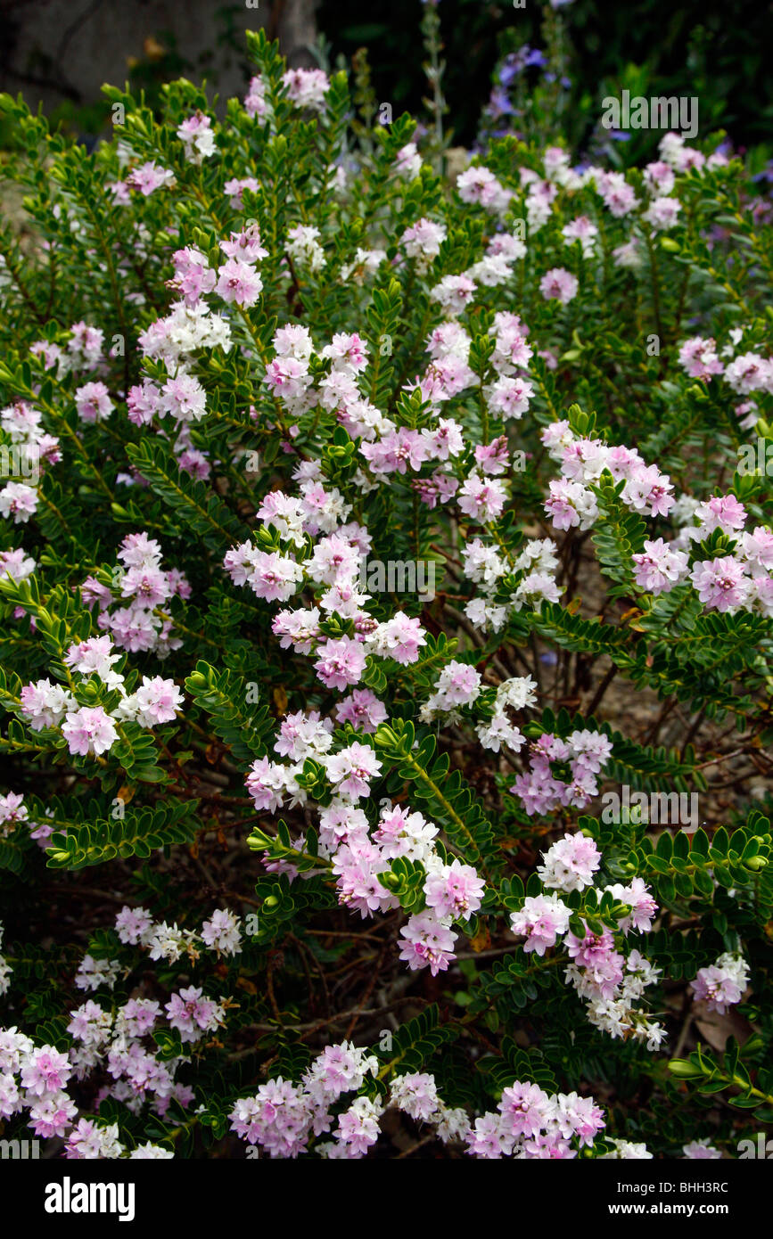 Pale pink hebe hi-res stock photography and images - Alamy