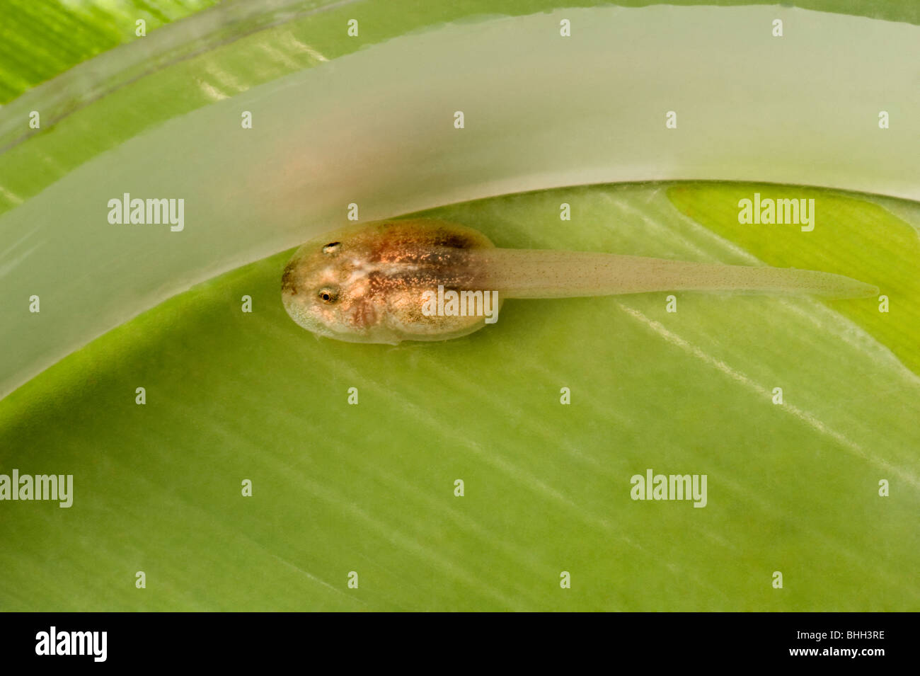 Golden Poison-Dart Frog (Colostethus beebei) tadpole against Giant Tank ...