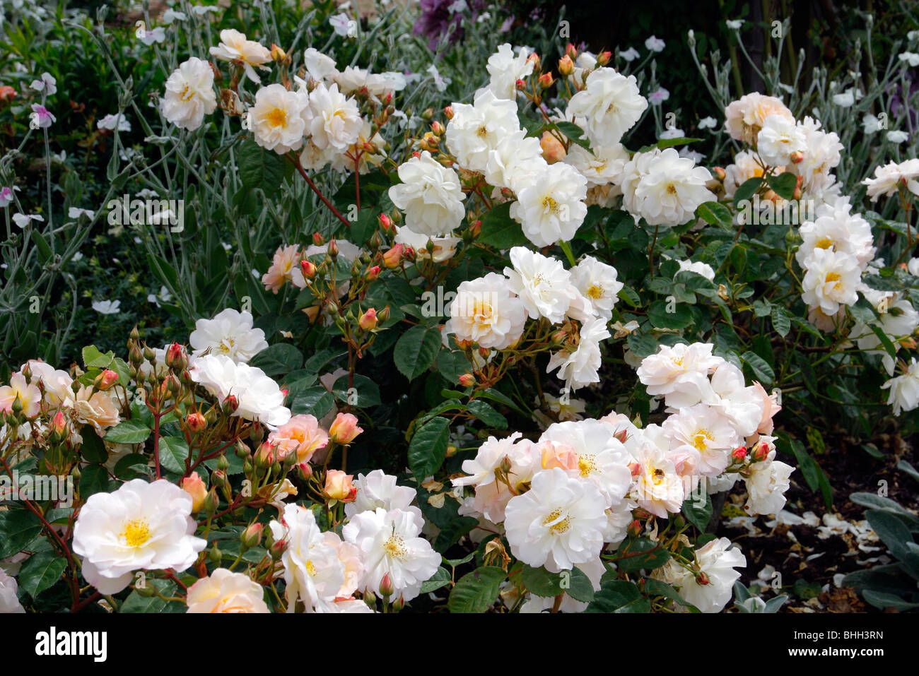 Rpsa 'Penelope' AGM Hybrid Musk Rose Stock Photo - Alamy