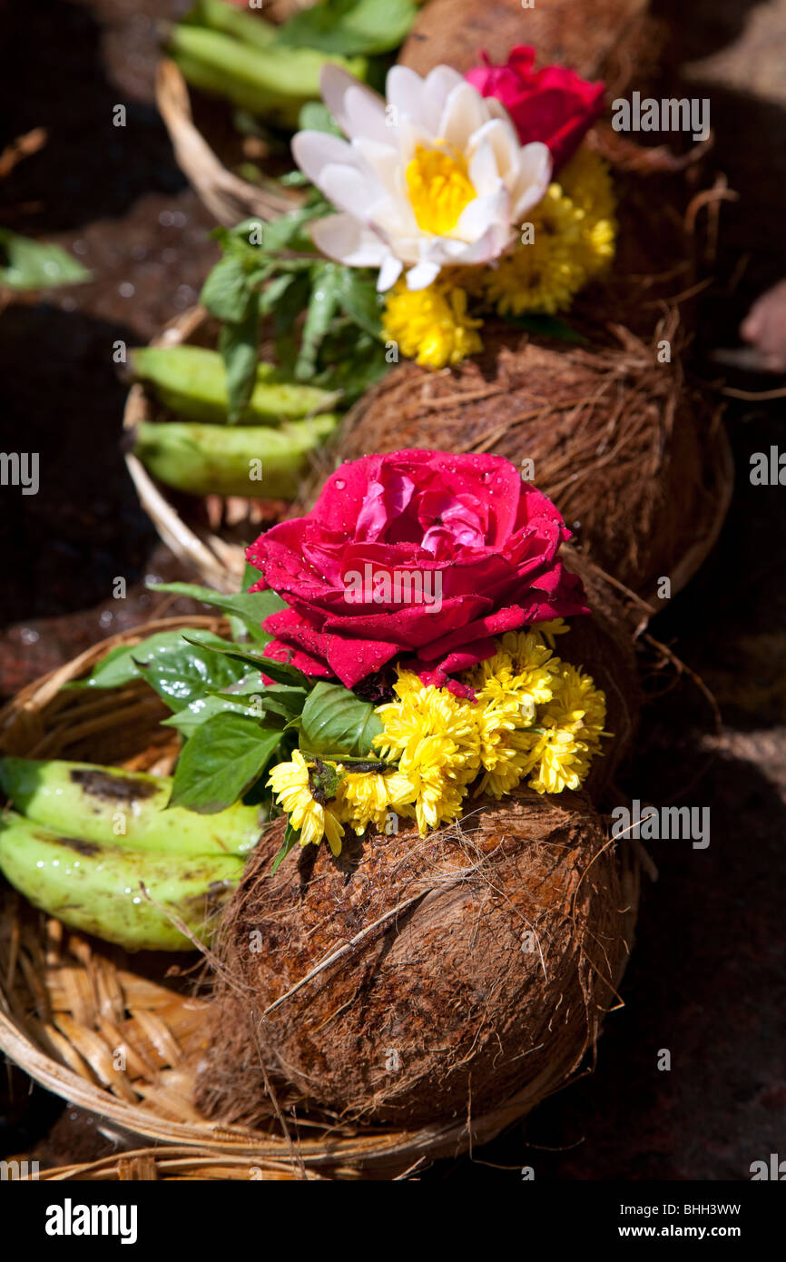 India Coconut Flower High Resolution Stock Photography and Images - Alamy
