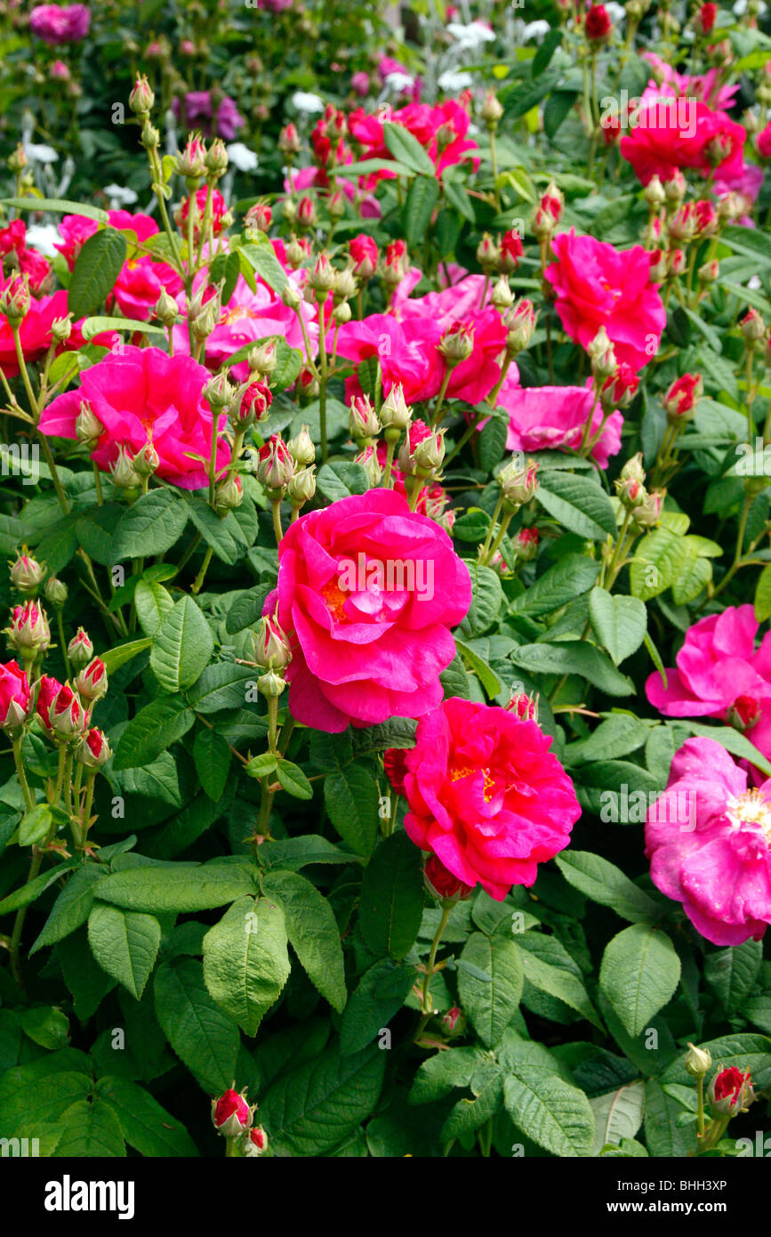 Rosa Gallica Officinalis