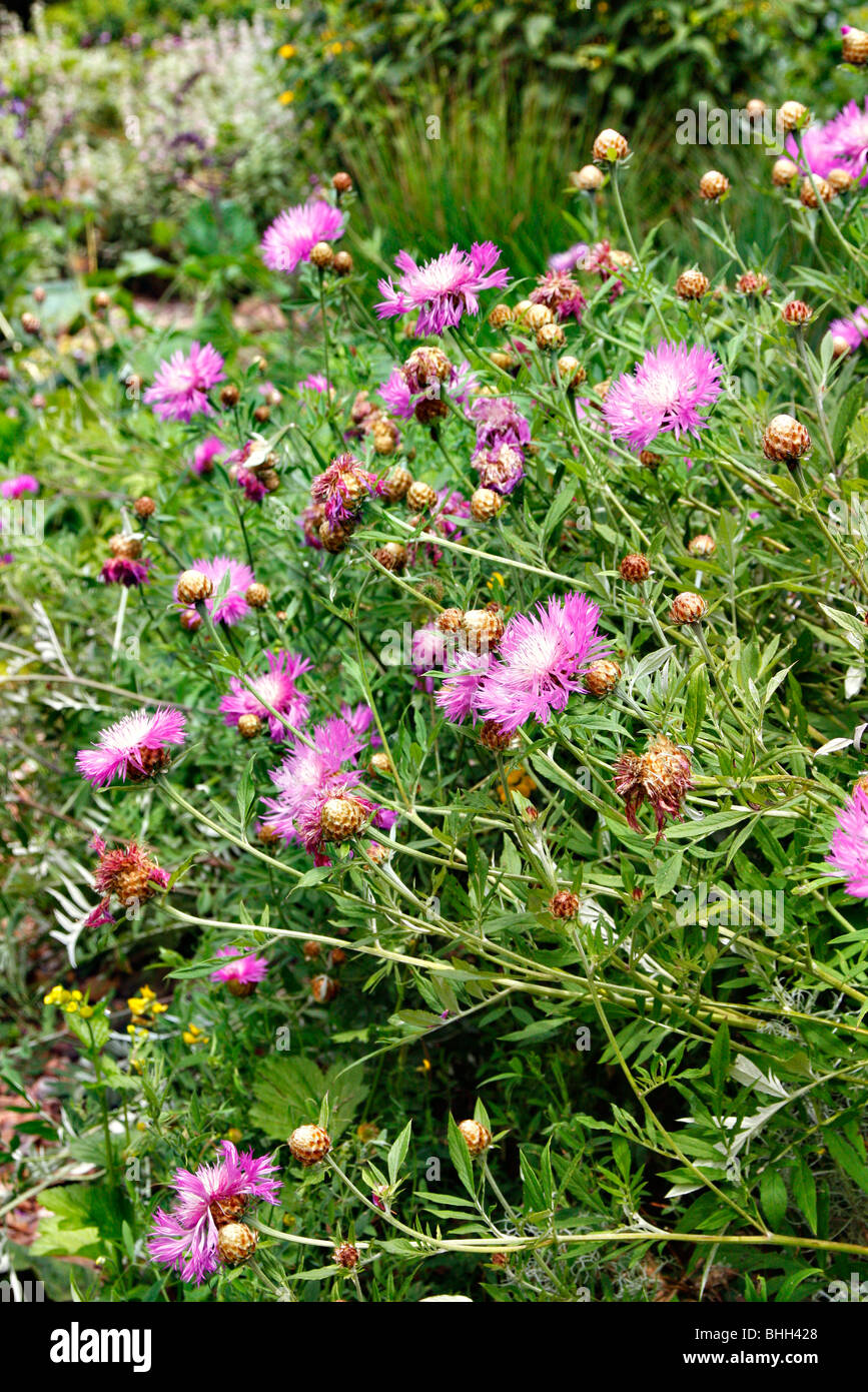 Centaurea Dealbata High Resolution Stock Photography and Images - Alamy
