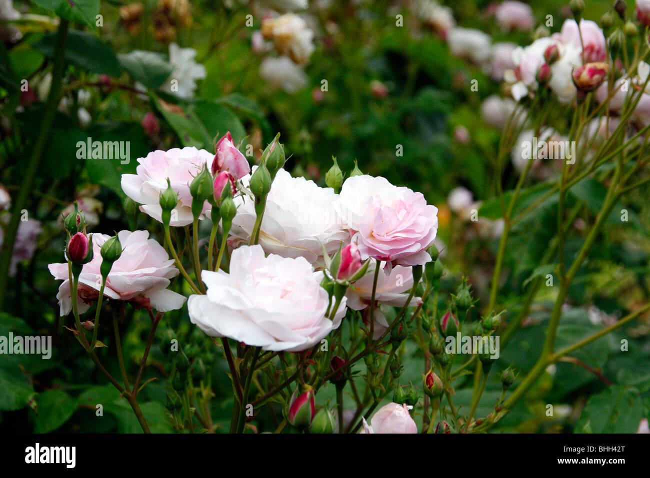 Rose rosa blush rambler hi-res stock photography and images - Alamy