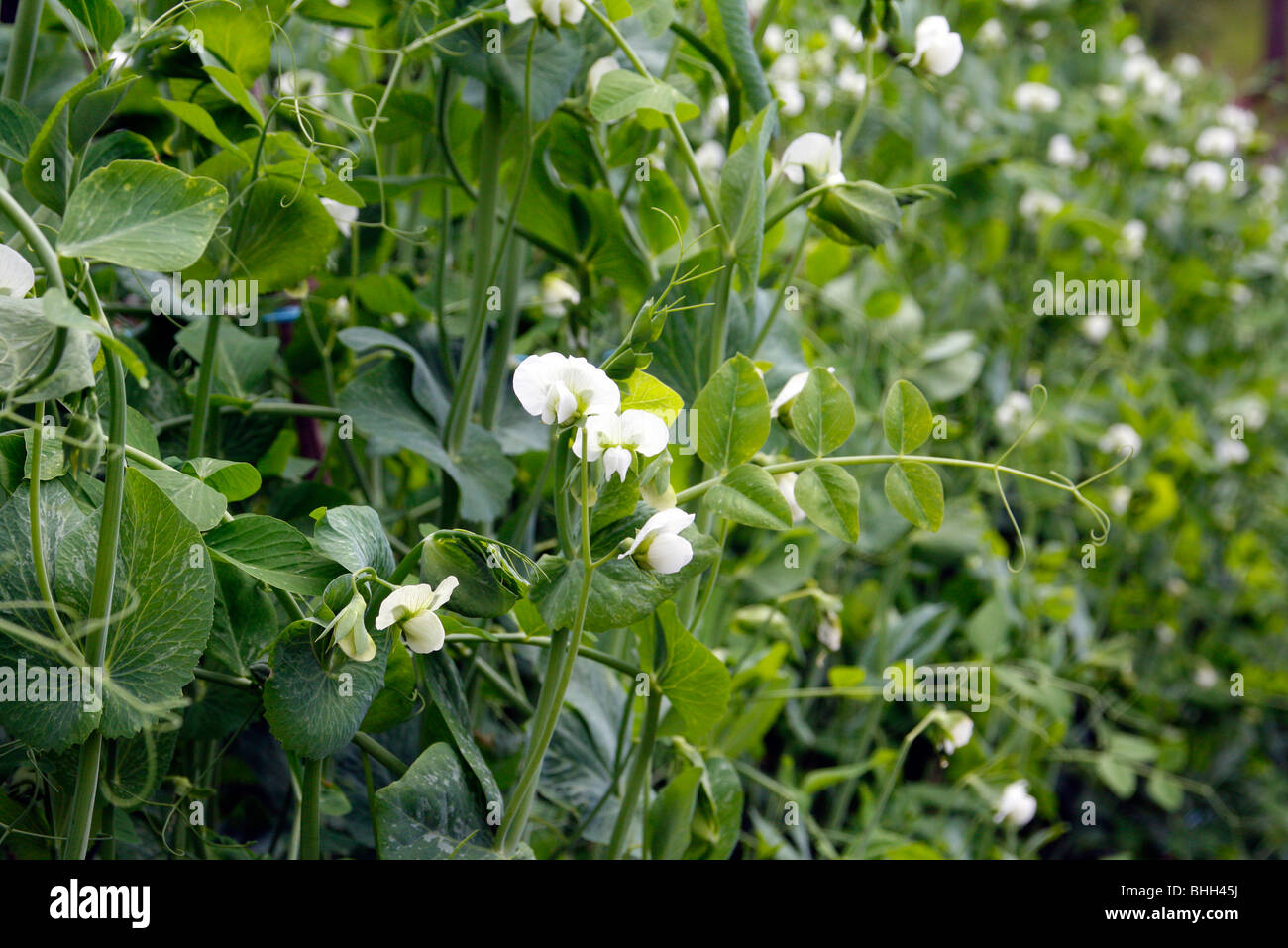 Pea - Sugar Snap Stock Photo - Alamy