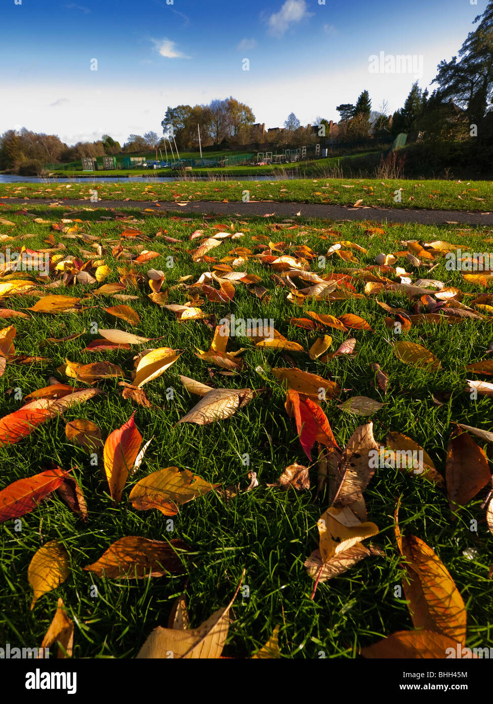 autumn woodland - st stephens park alongside river avon warwick ...