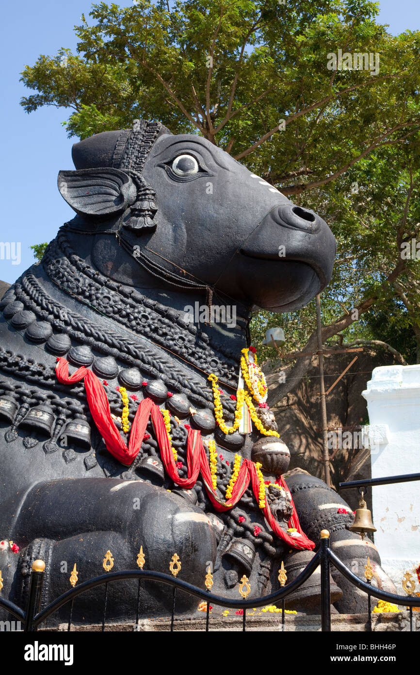 Nandi Bull Stock Photos & Nandi Bull Stock Images - Alamy
