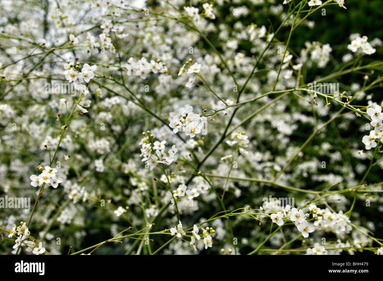 Crambe cordifolia hi-res stock photography and images - Alamy