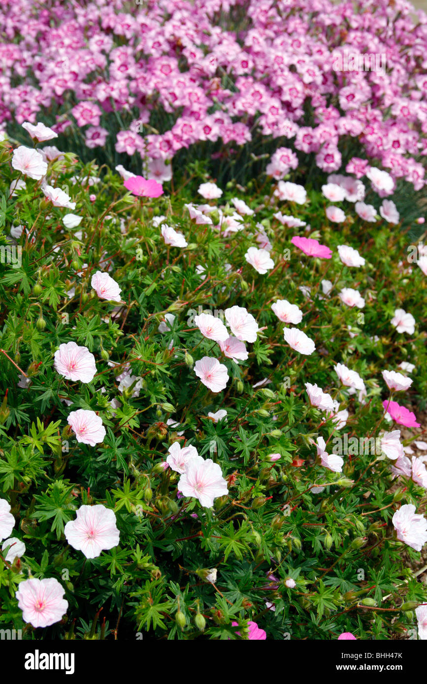Perfumed dianthus hi-res stock photography and images - Alamy