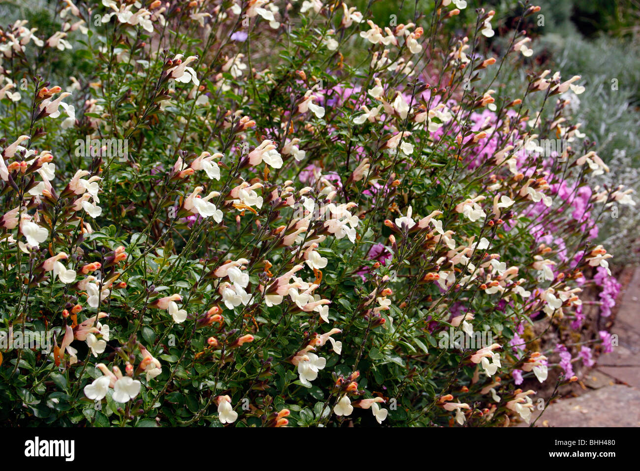 Salvia x jamensis hi-res stock photography and images - Alamy