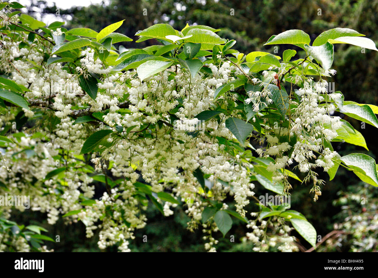 Pterostyrax hispida hi-res stock photography and images - Alamy