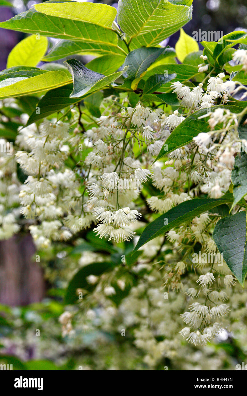 Pterostyrax Hispida High Resolution Stock Photography and Images - Alamy