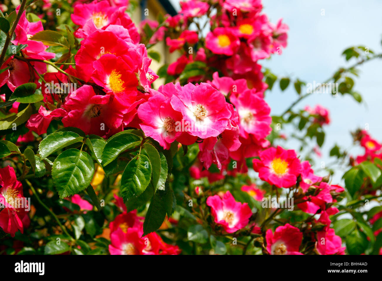 Rosa American Pillar High Resolution Stock Photography and Images - Alamy