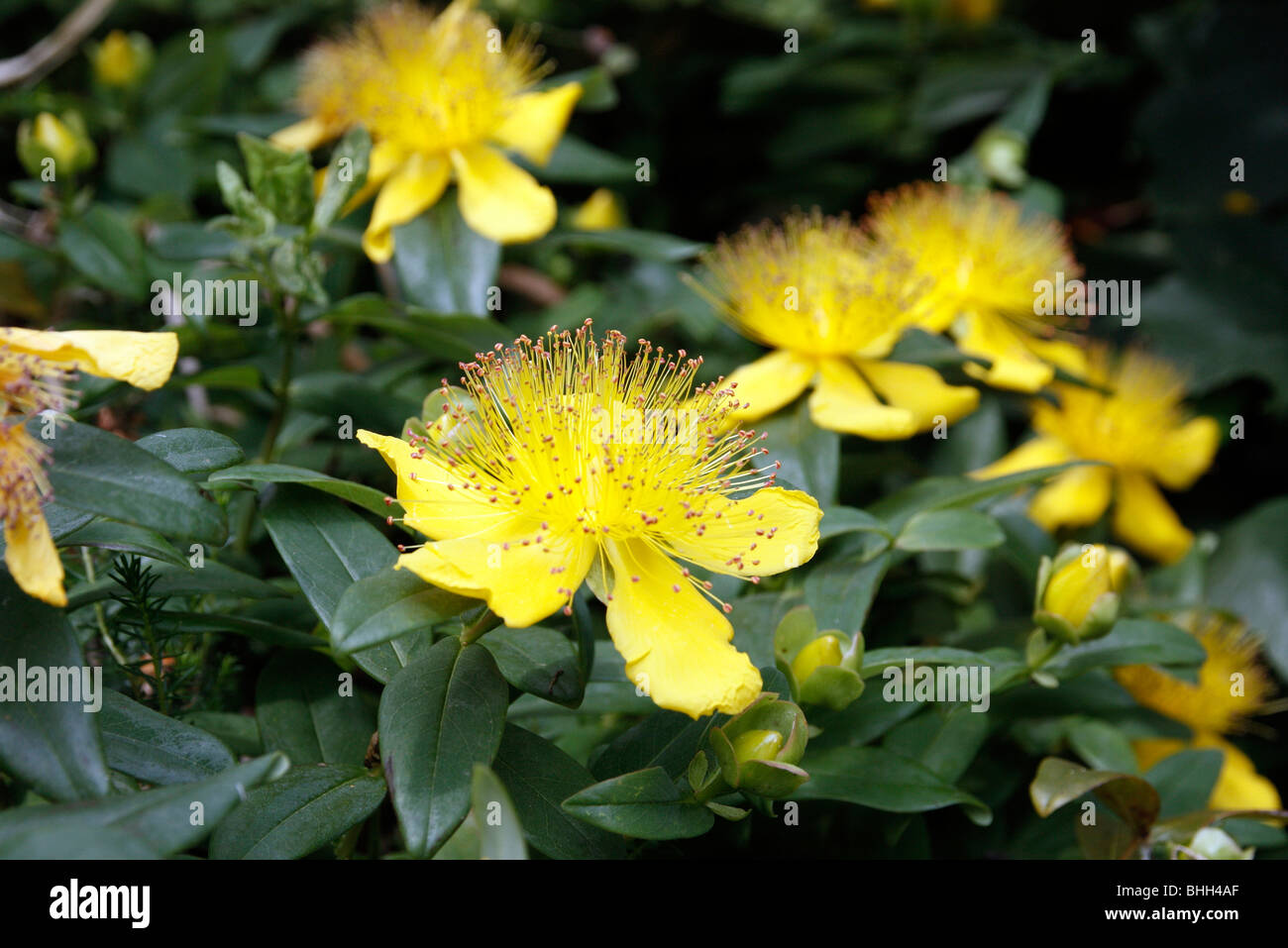 Hypericum calycinum Stock Photo - Alamy