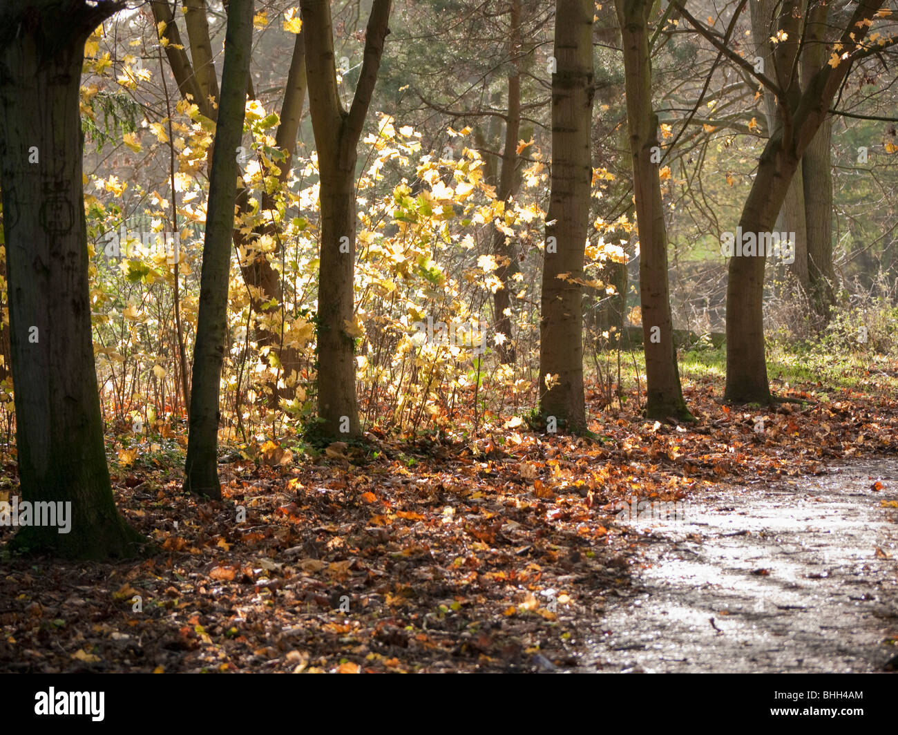 autumn woodland - st stephens park alongside river avon warwick ...