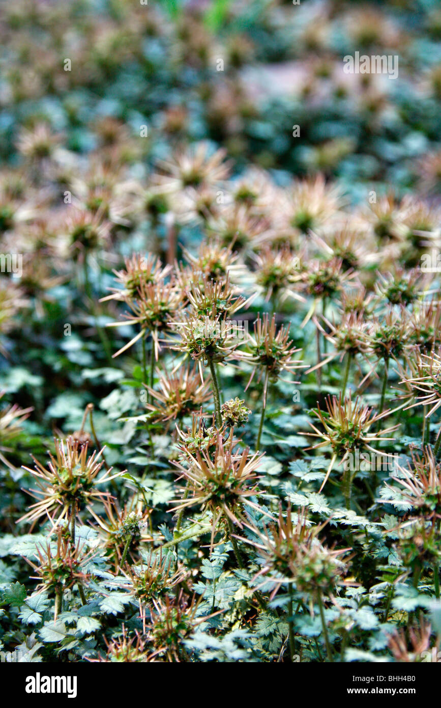 Acaena High Resolution Stock Photography and Images - Alamy