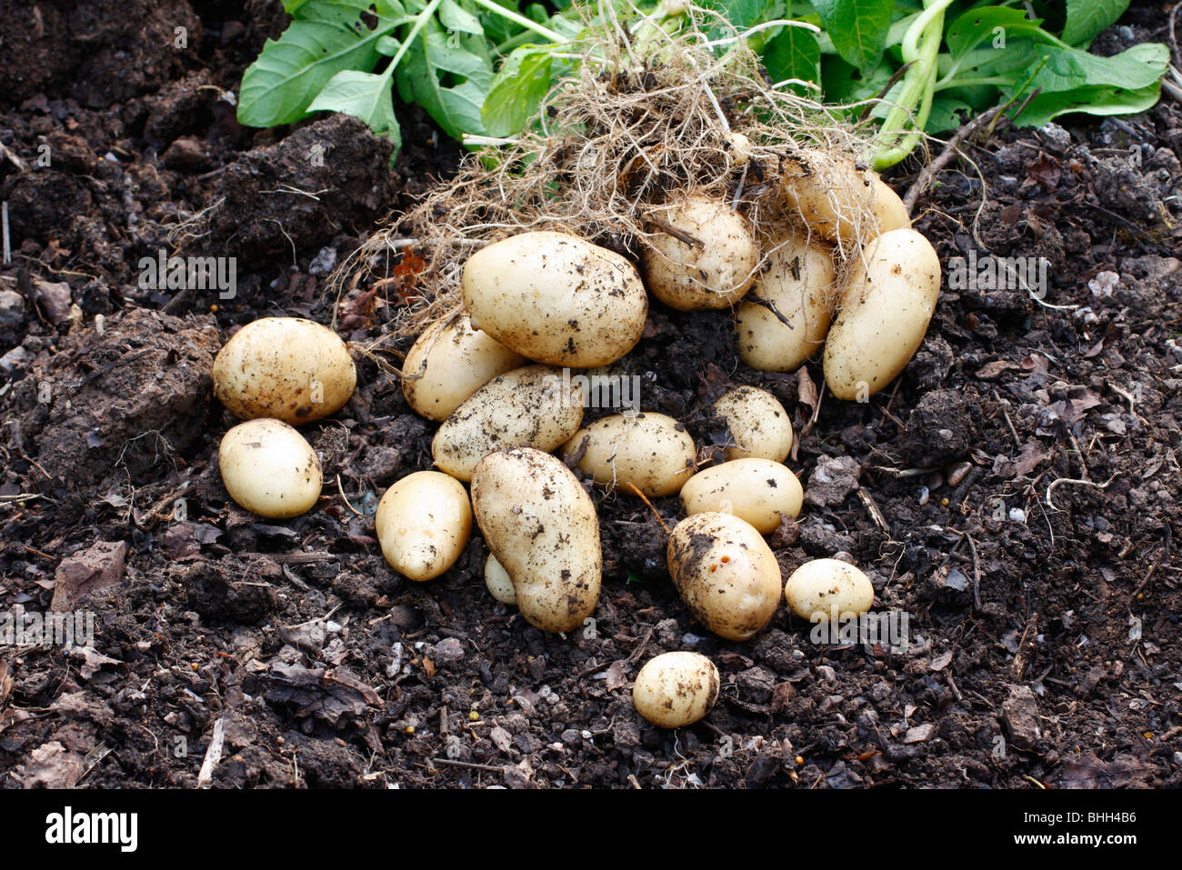Early potatoes hi-res stock photography and images - Alamy