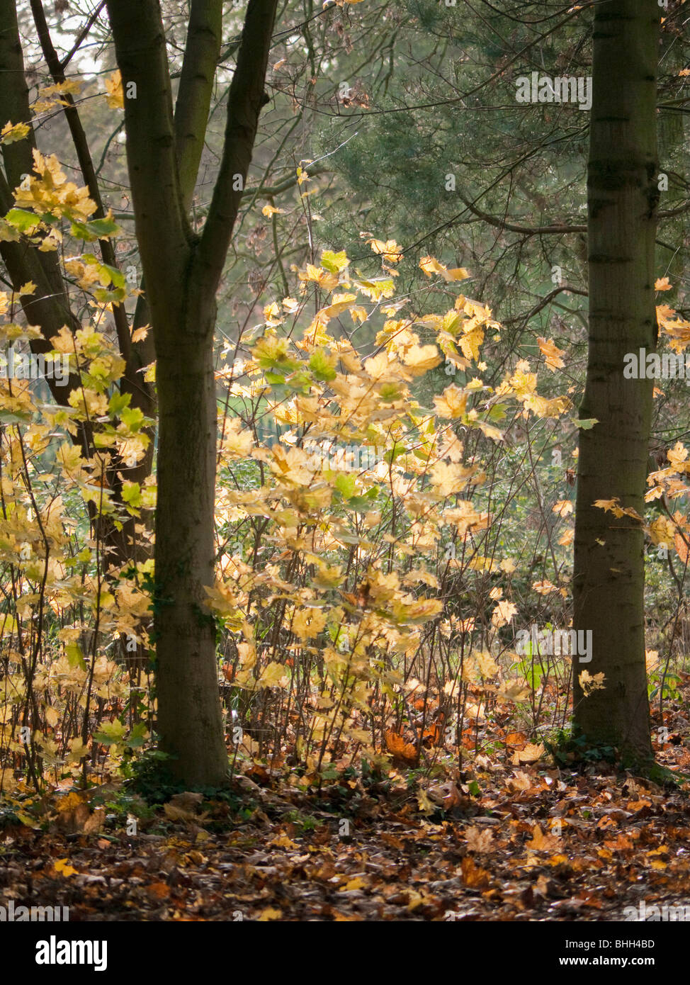 autumn woodland - st stephens park alongside river avon warwick ...