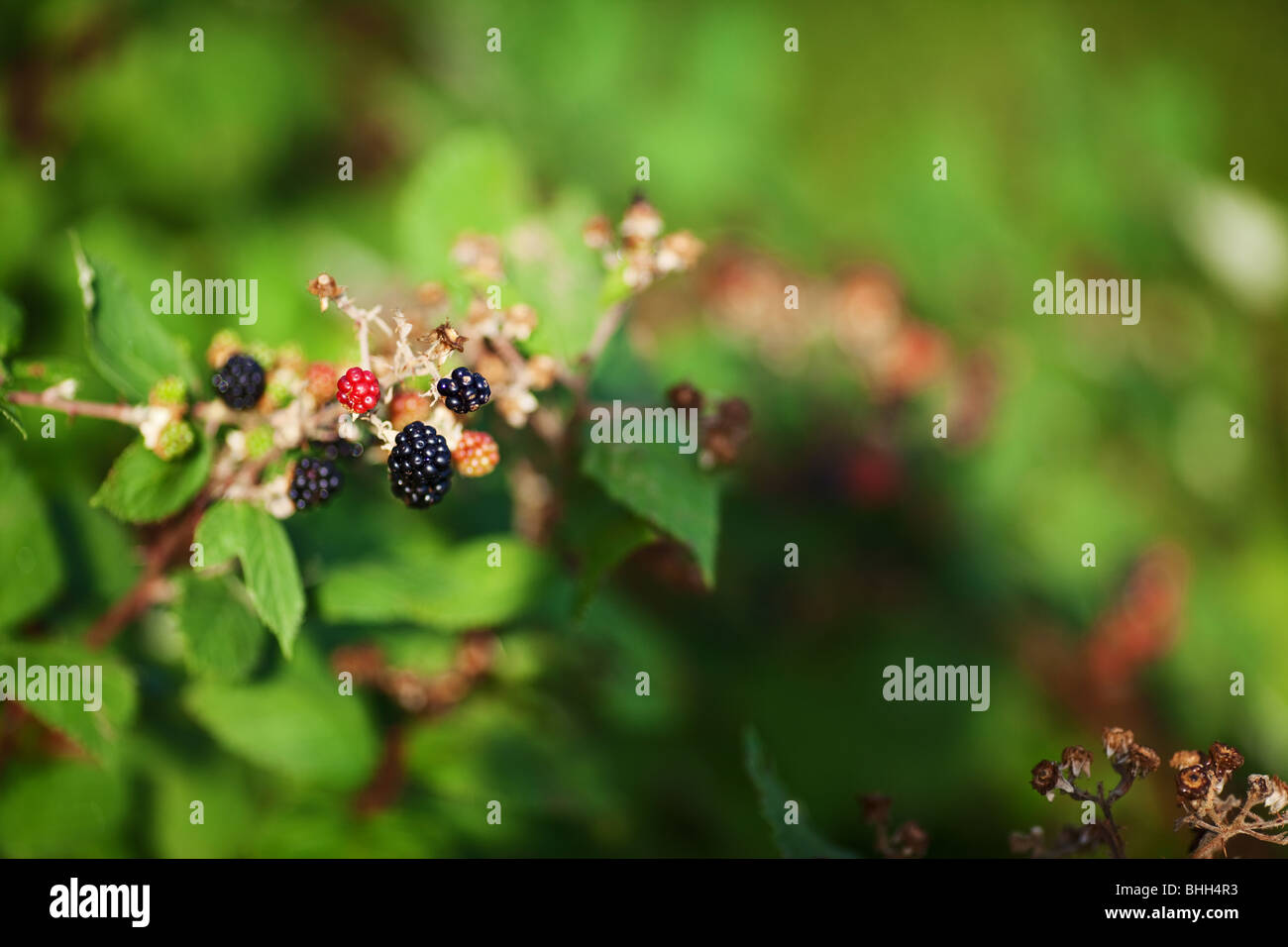 Wild Raspberries - Switzerland, Central Europe Stock Photo - Alamy