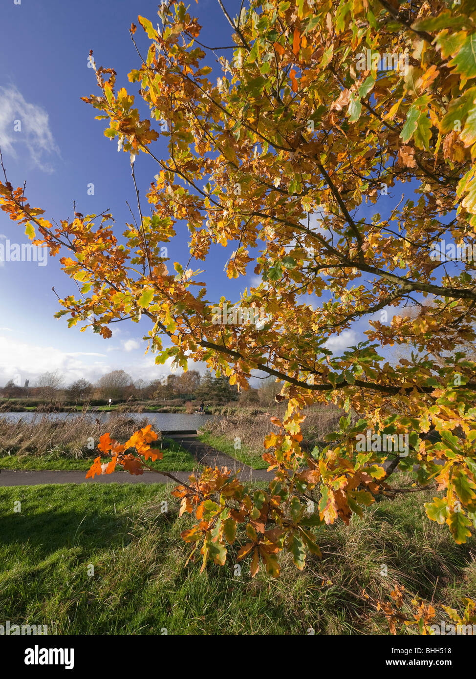 autumn woodland - st stephens park alongside river avon warwick ...