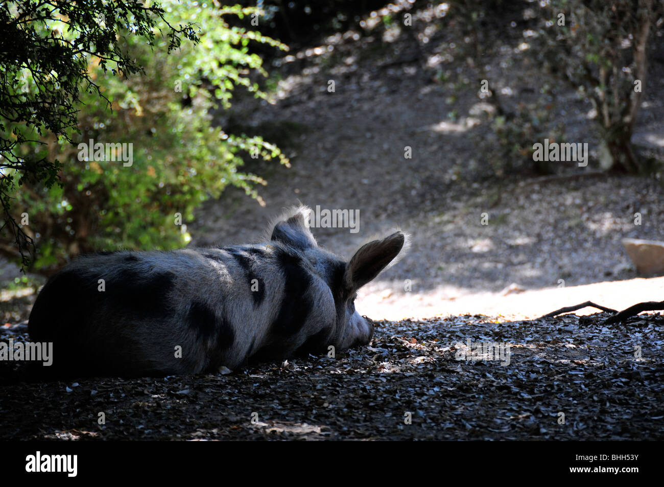 A wild pig lies in shadow beneath a tree in rural inland corsica Stock ...