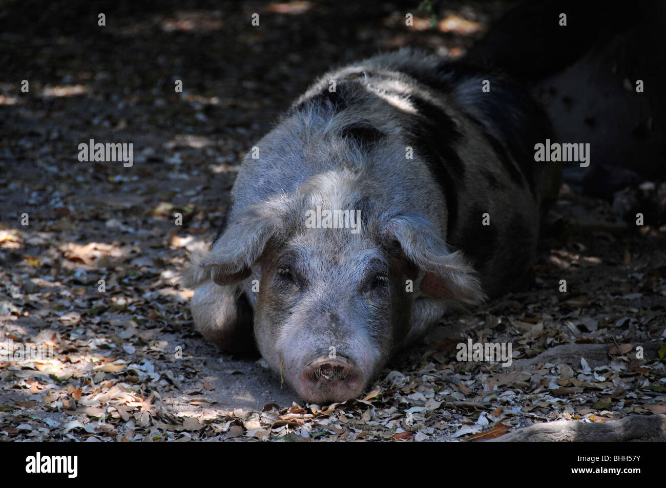 A wild pig lies in shadow beneath a tree in rural inland corsica Stock ...