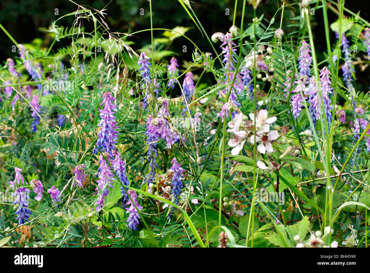 Blue vetch hi-res stock photography and images - Alamy