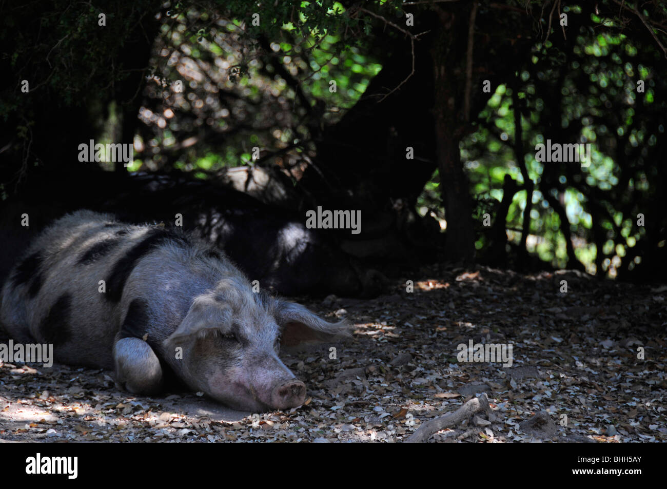 A wild pig lies in shadow beneath a tree in rural inland corsica Stock ...