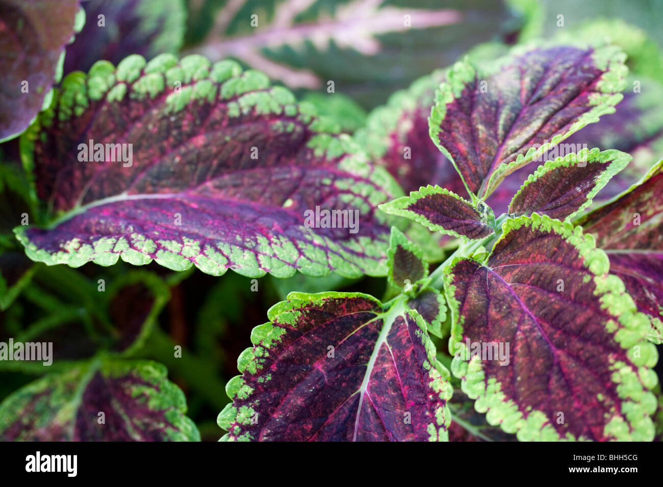Plant leaves coleus variegated detail hi-res stock photography and ...