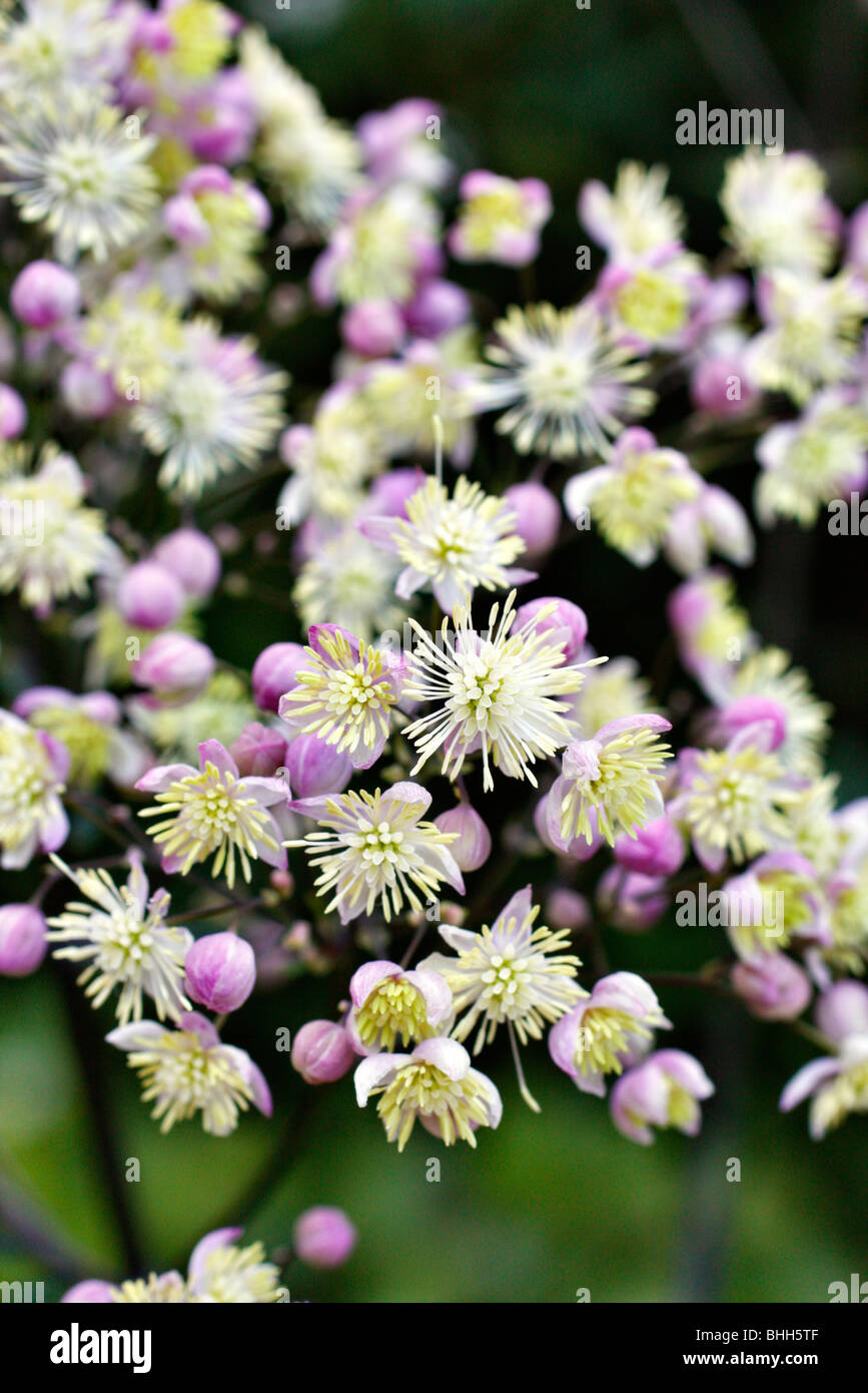 Thalictrum ‘elin’ hi-res stock photography and images - Alamy