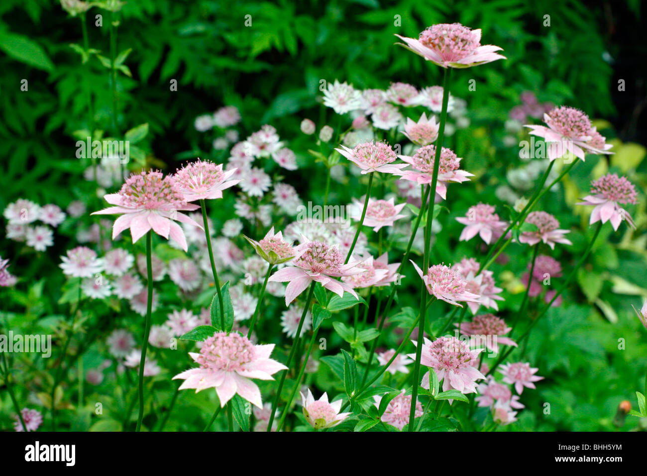 Astrantia Maxima High Resolution Stock Photography and Images - Alamy