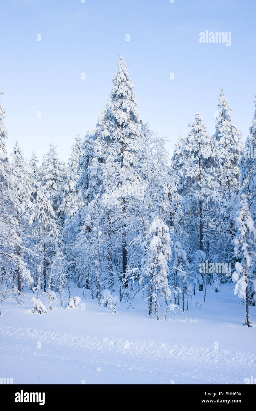Wintry forest, Sweden Stock Photo - Alamy
