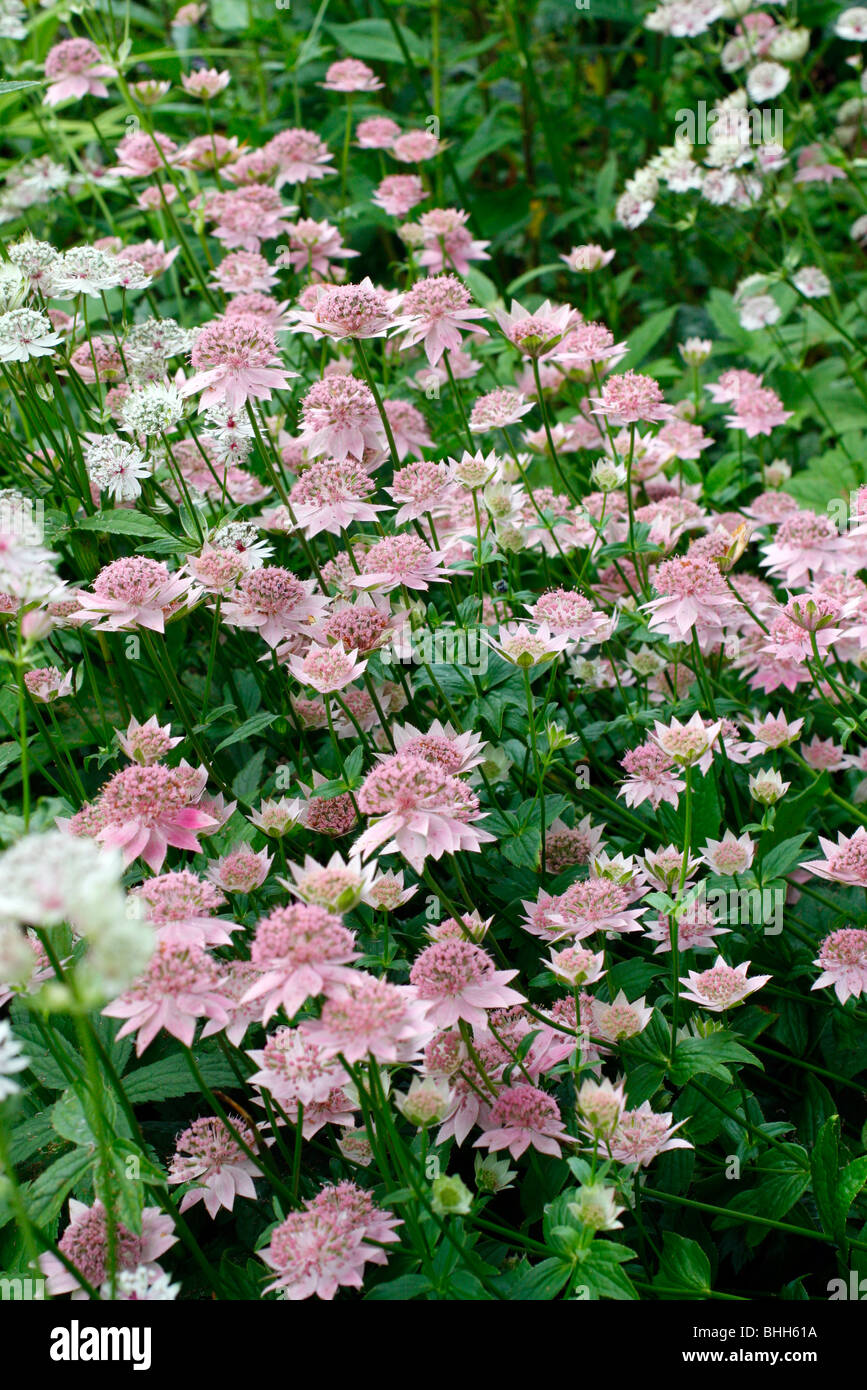Astrantia Maxima High Resolution Stock Photography and Images - Alamy
