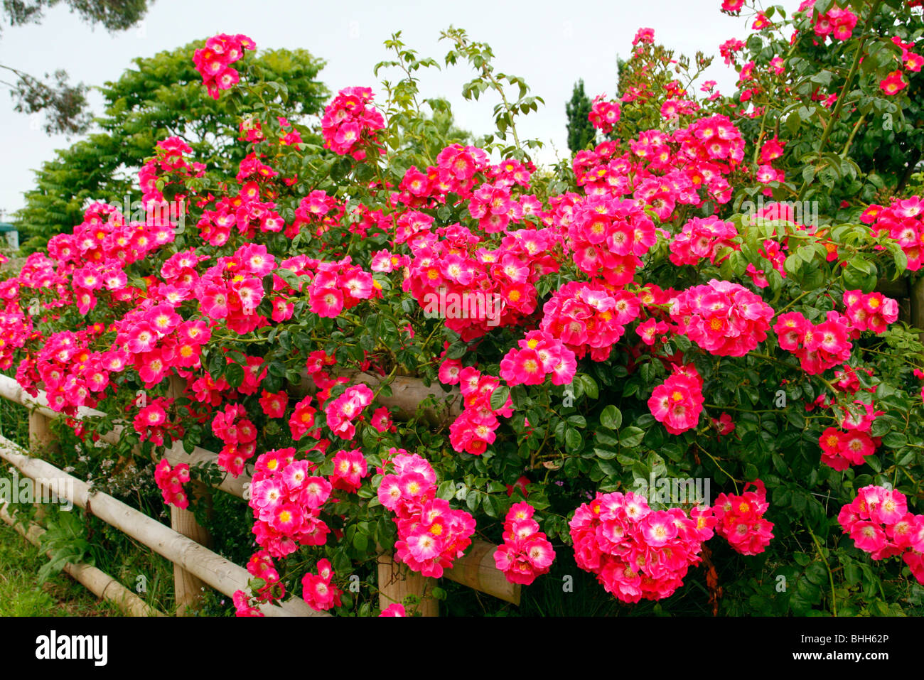 American pillar hi-res stock photography and images - Alamy