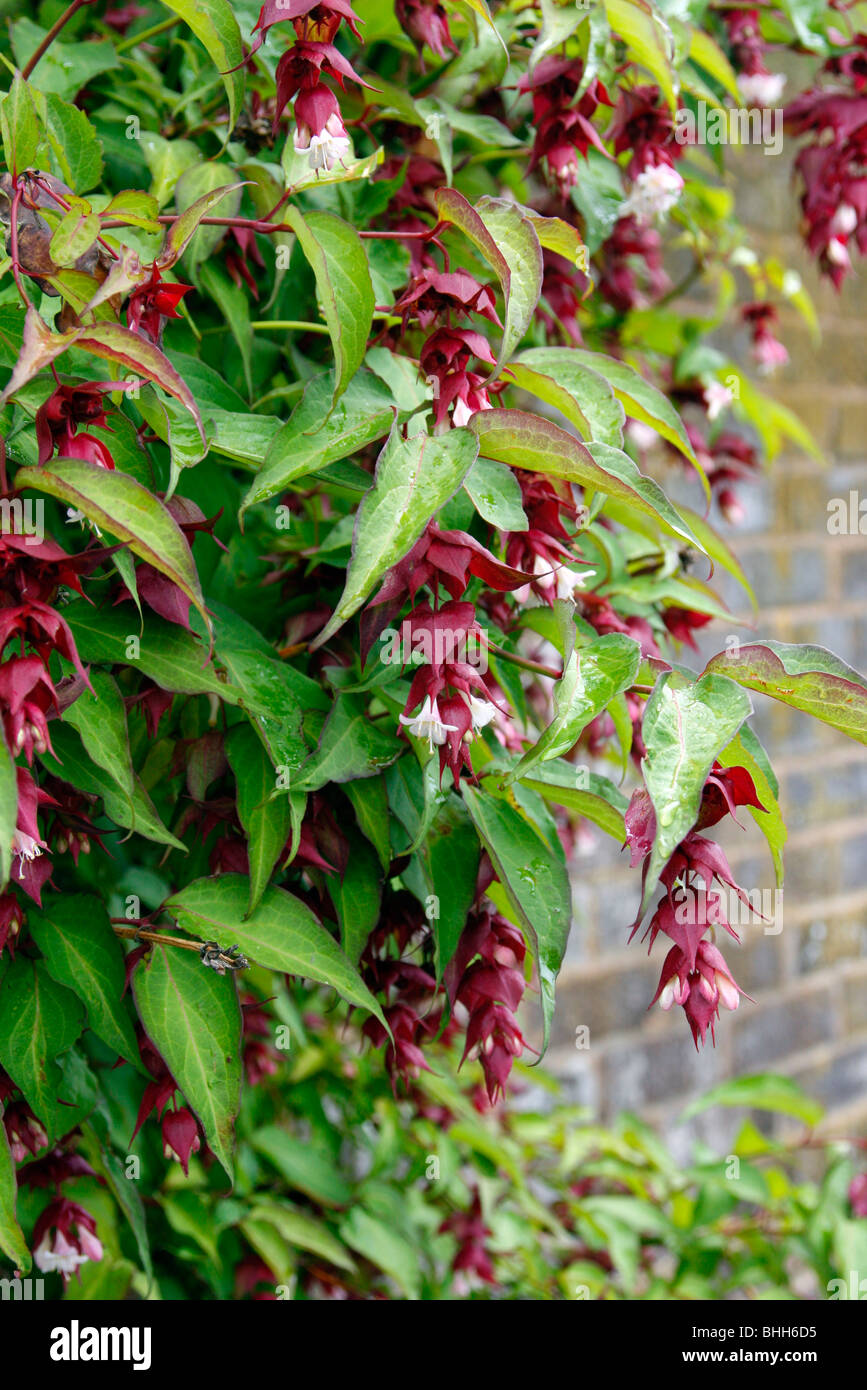 Leycesteria purple hi-res stock photography and images - Alamy