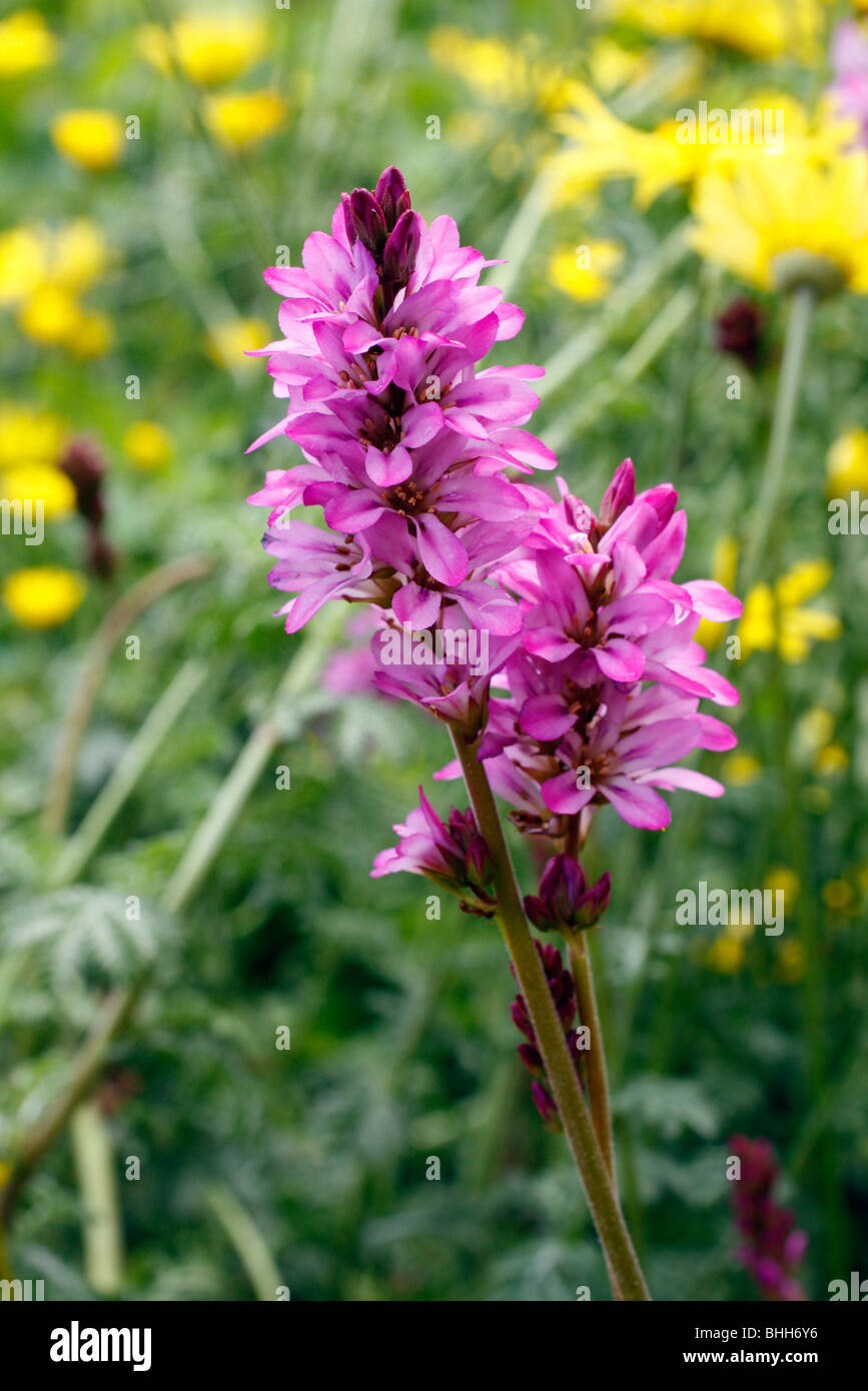 Francoa sonchifolia hi-res stock photography and images - Alamy