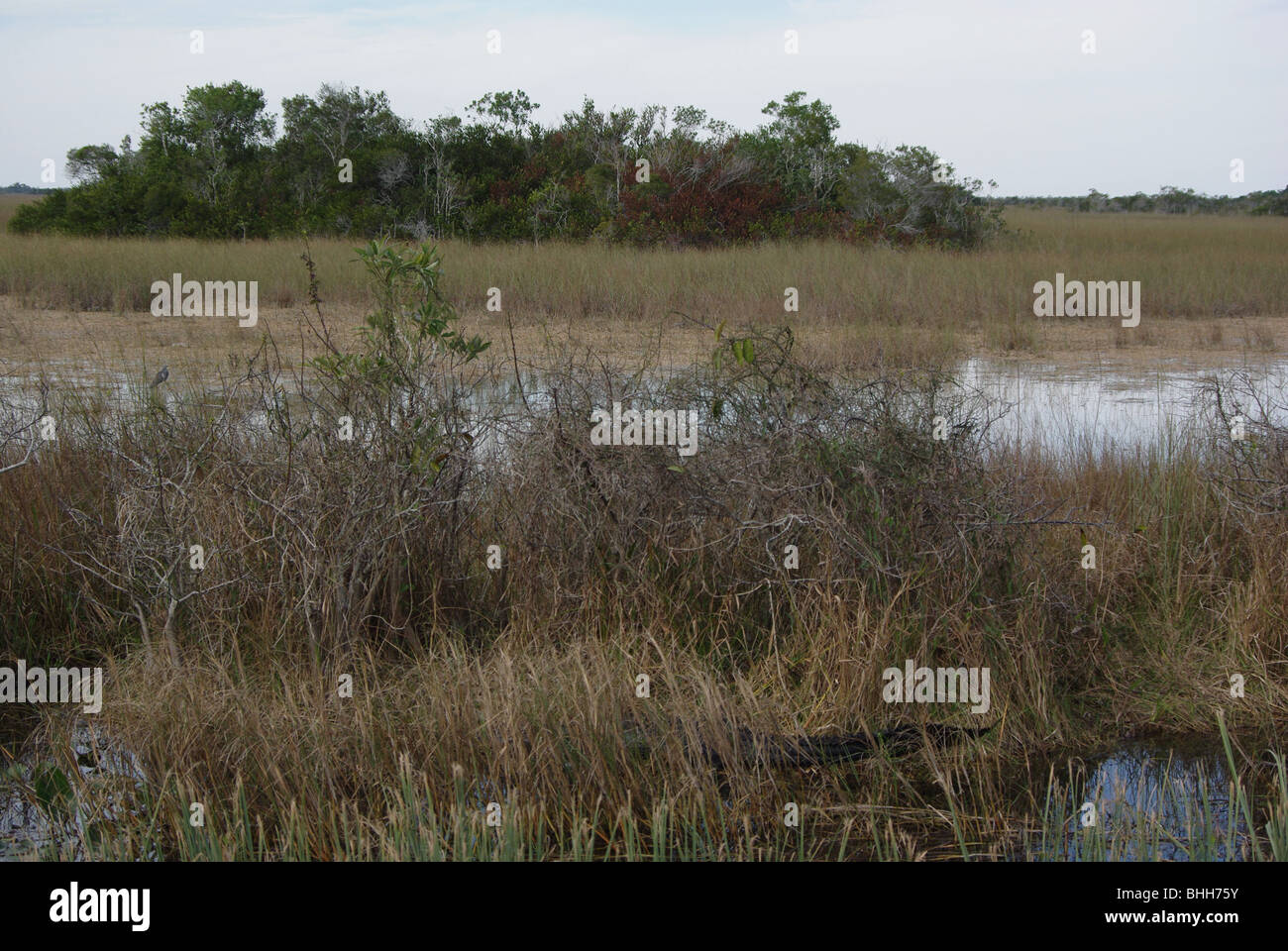 Resting alligator hi-res stock photography and images - Alamy