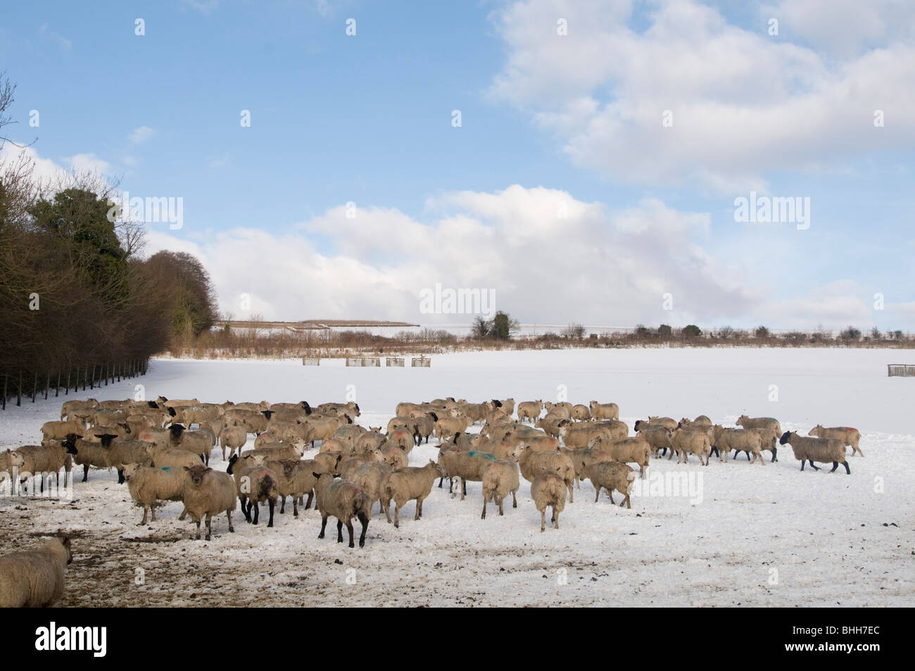 Sheep in field of snow kent countryside chartham near canterbury Stock ...