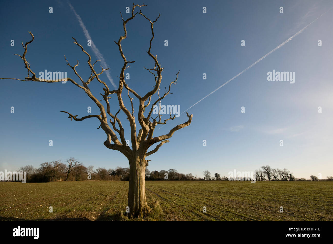 dead tree in field Kent countryside england uk Stock Photo - Alamy